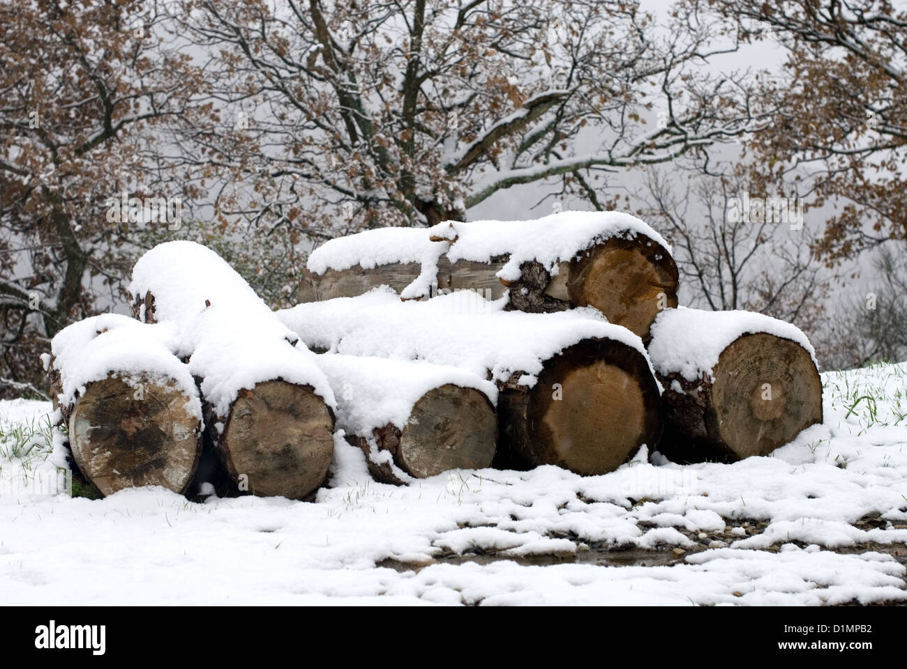 A snow-covered stack of sawn logs Stock Photo - Alamy