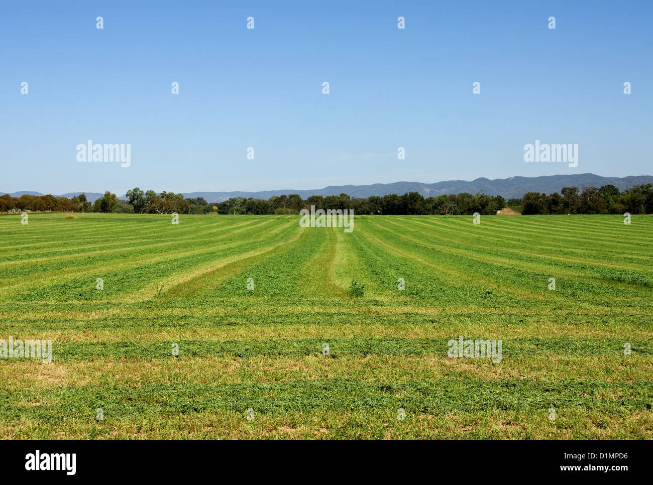 Lucerne, cut ready for baling, on a farm near Mudgee, in New South ...