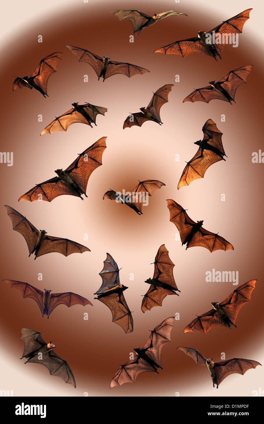 Spooky Halloween fruit bats (flying foxes Stock Photo - Alamy
