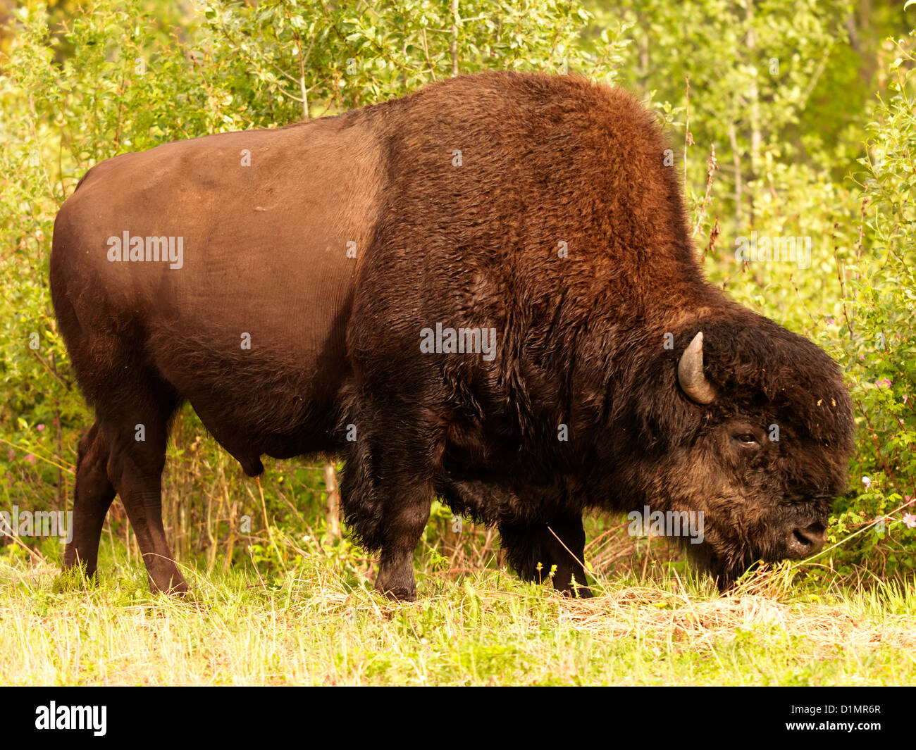 Feeding for wild animals hi-res stock photography and images - Alamy