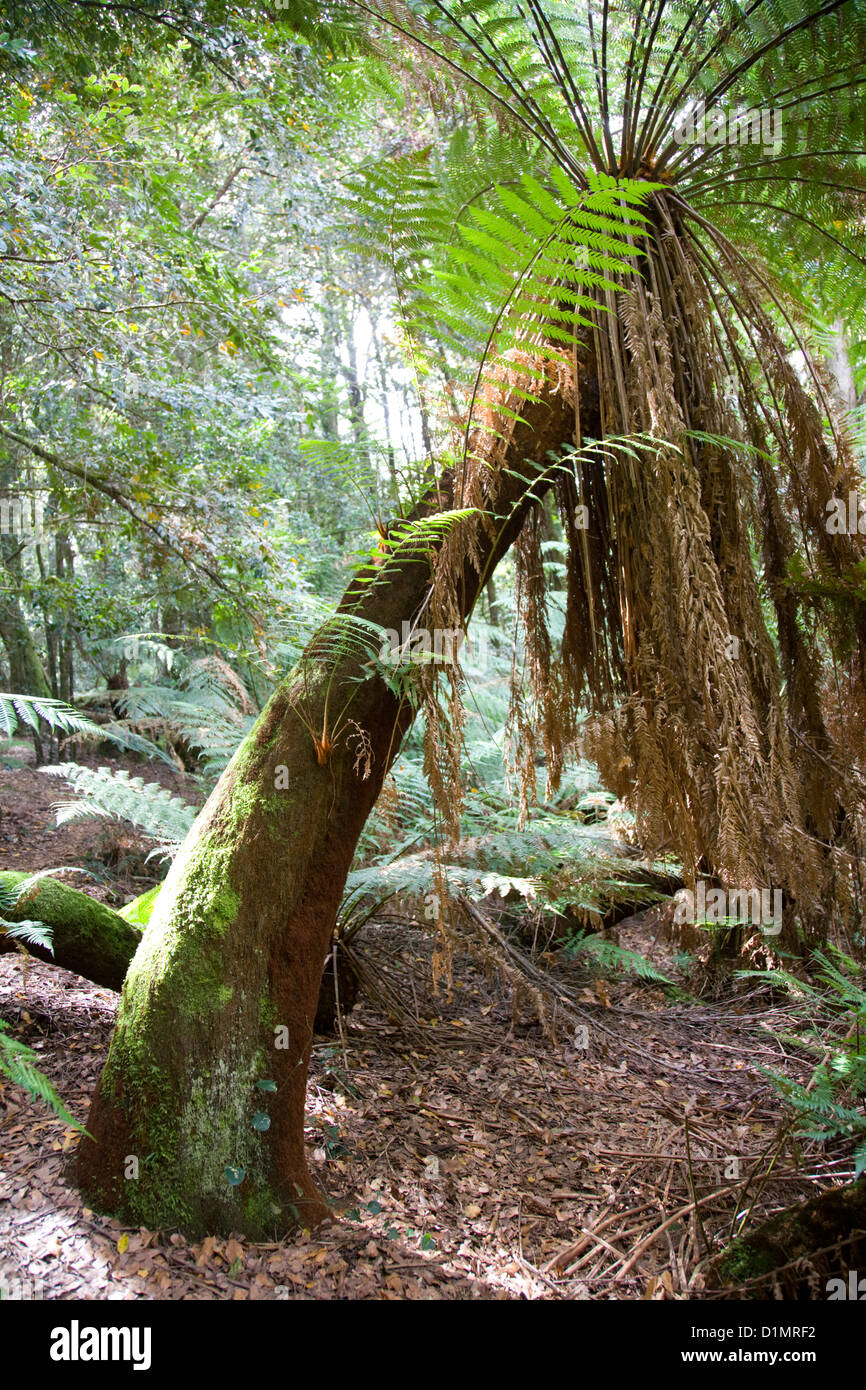 australian tree ferns in barrington tops national park,new south wales ...