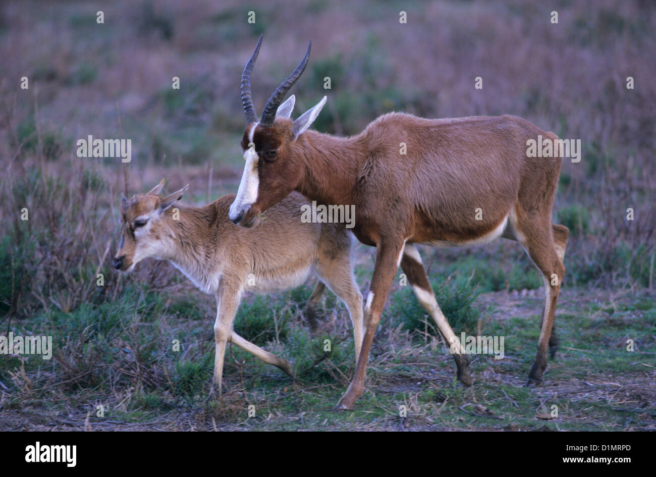 Female blesbok (Damaliscus pygargus phillipsi) with young, African ...