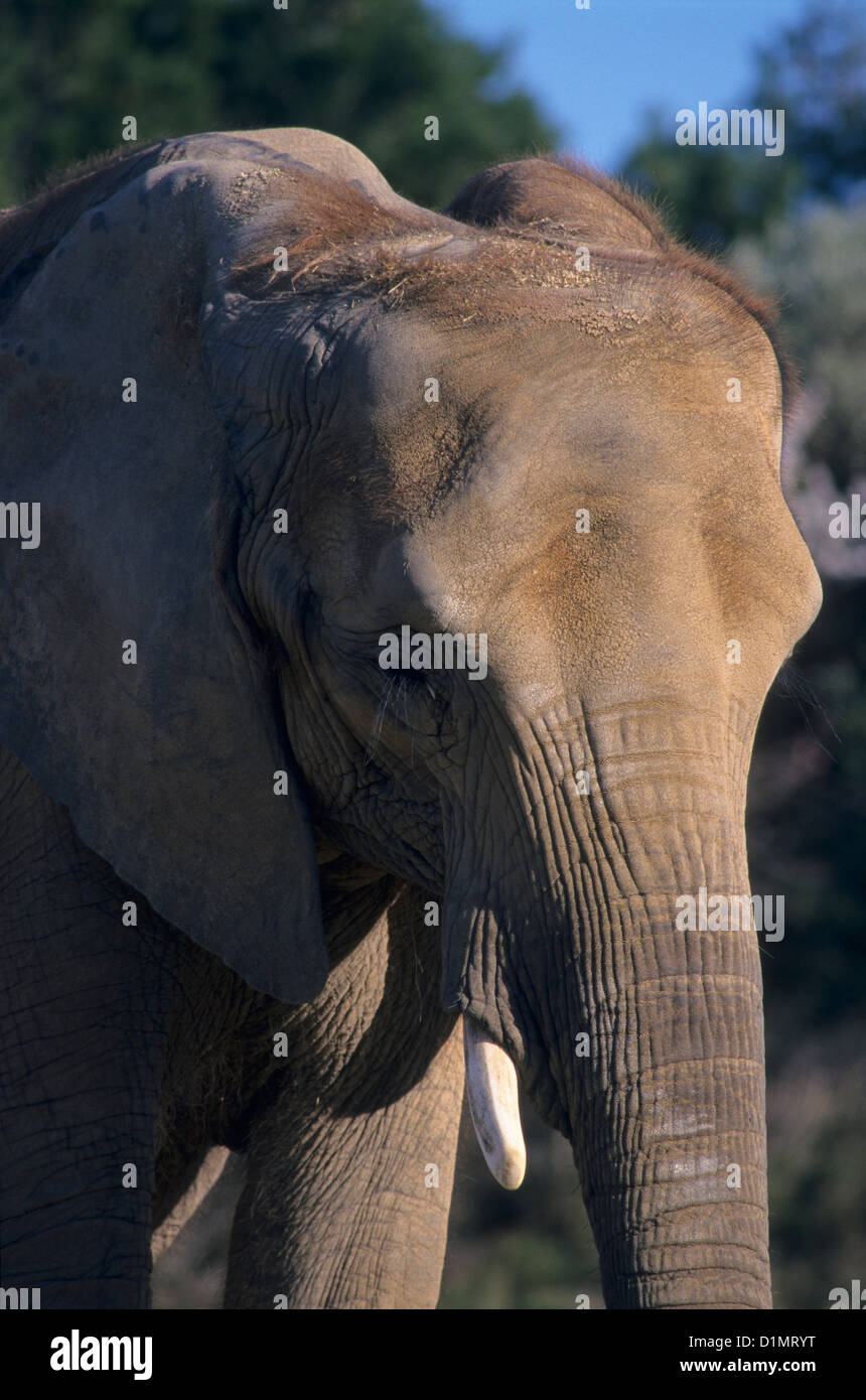 Elephant disease hi-res stock photography and images - Alamy