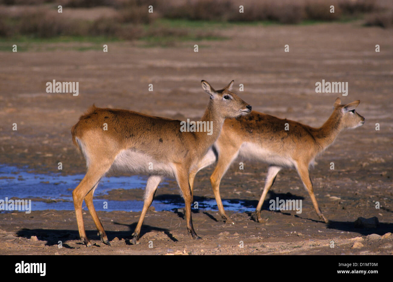 Two Lechwe antelopes female (Kobus Leche), African animal park, Sigean ...