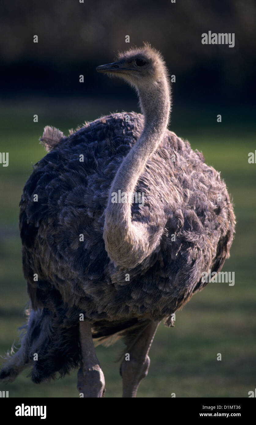 African ostrich (struthio camelus), African animal park, Sigean, Aude ...