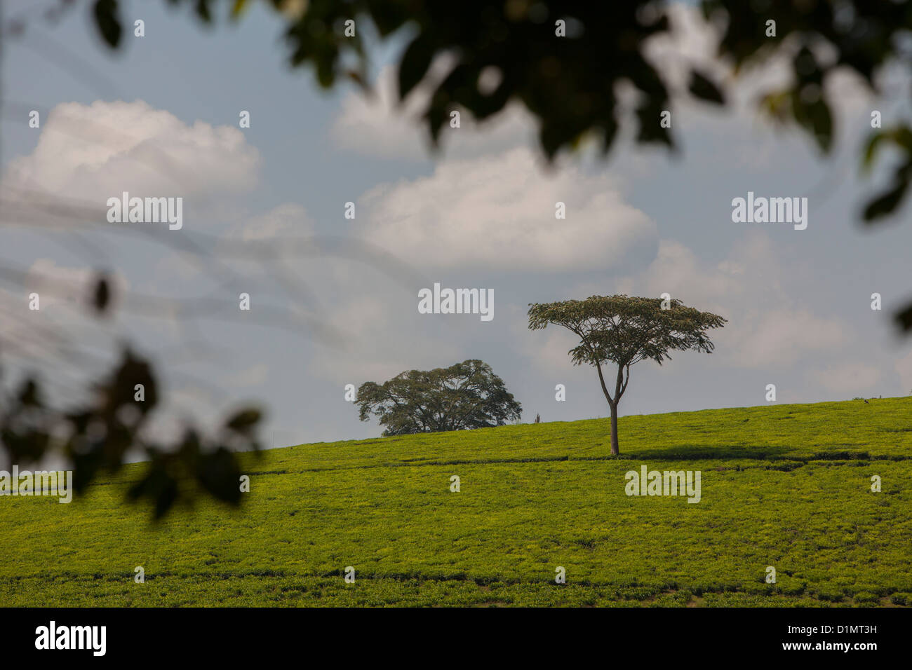 Tea fields - Kabarole District near Fort Portal, Uganda Stock Photo - Alamy