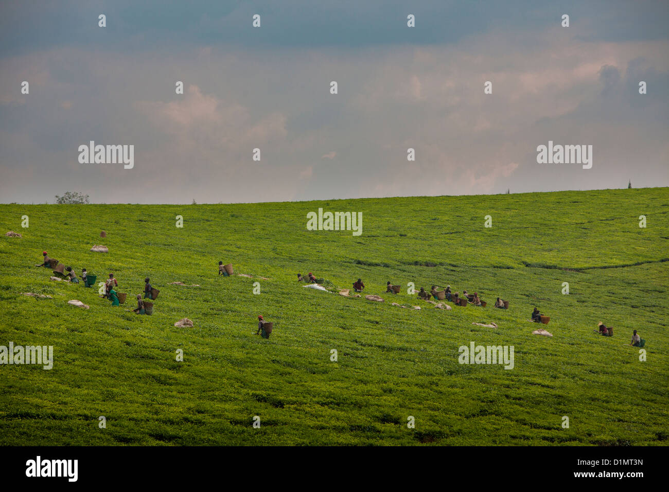 Tea fields - Kabarole District near Fort Portal, Uganda Stock Photo - Alamy