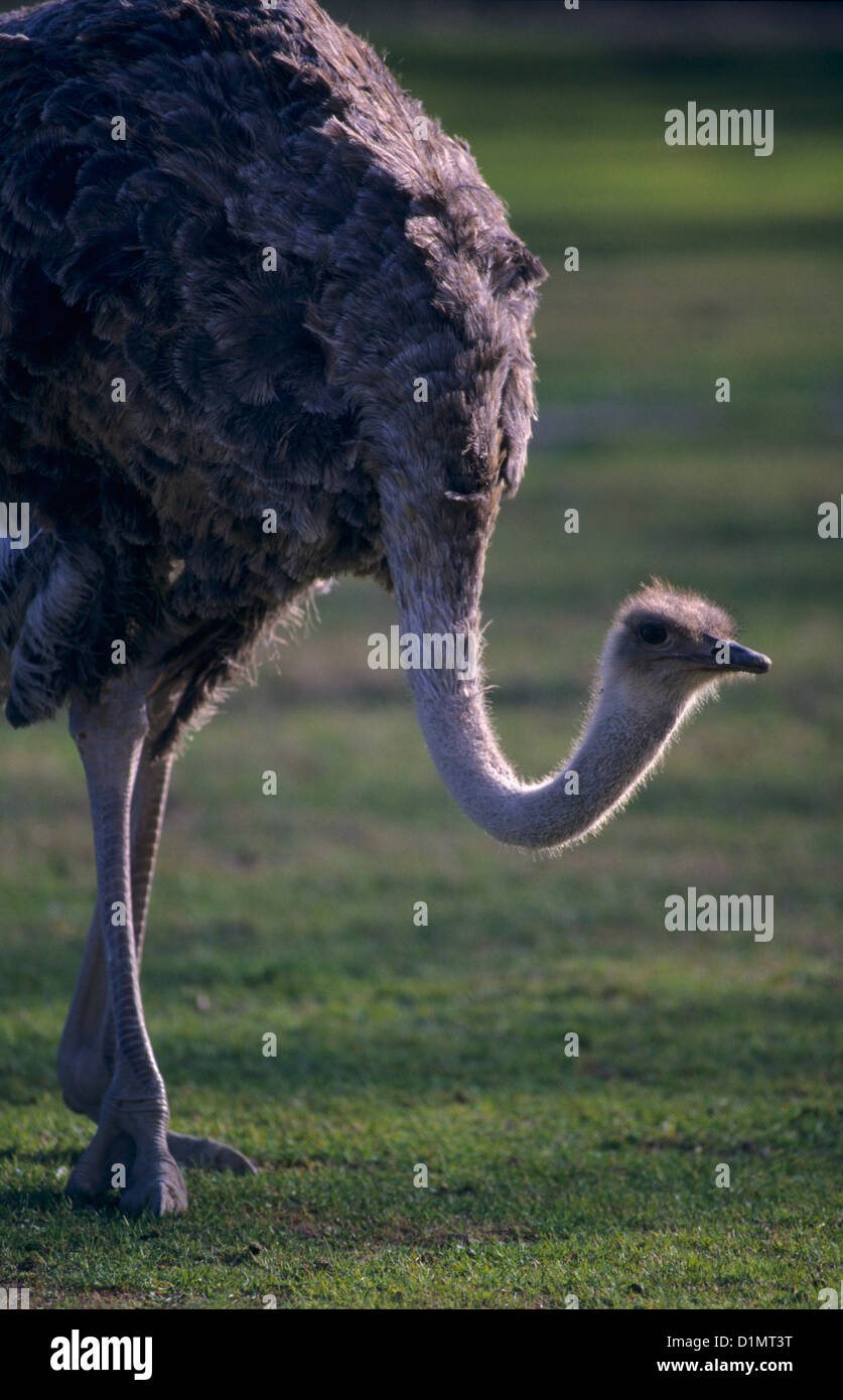 African ostrich (struthio camelus), African animal park, Sigean, Aude ...