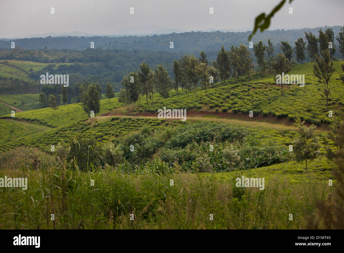 Tea fields - Kabarole District near Fort Portal, Uganda Stock Photo - Alamy