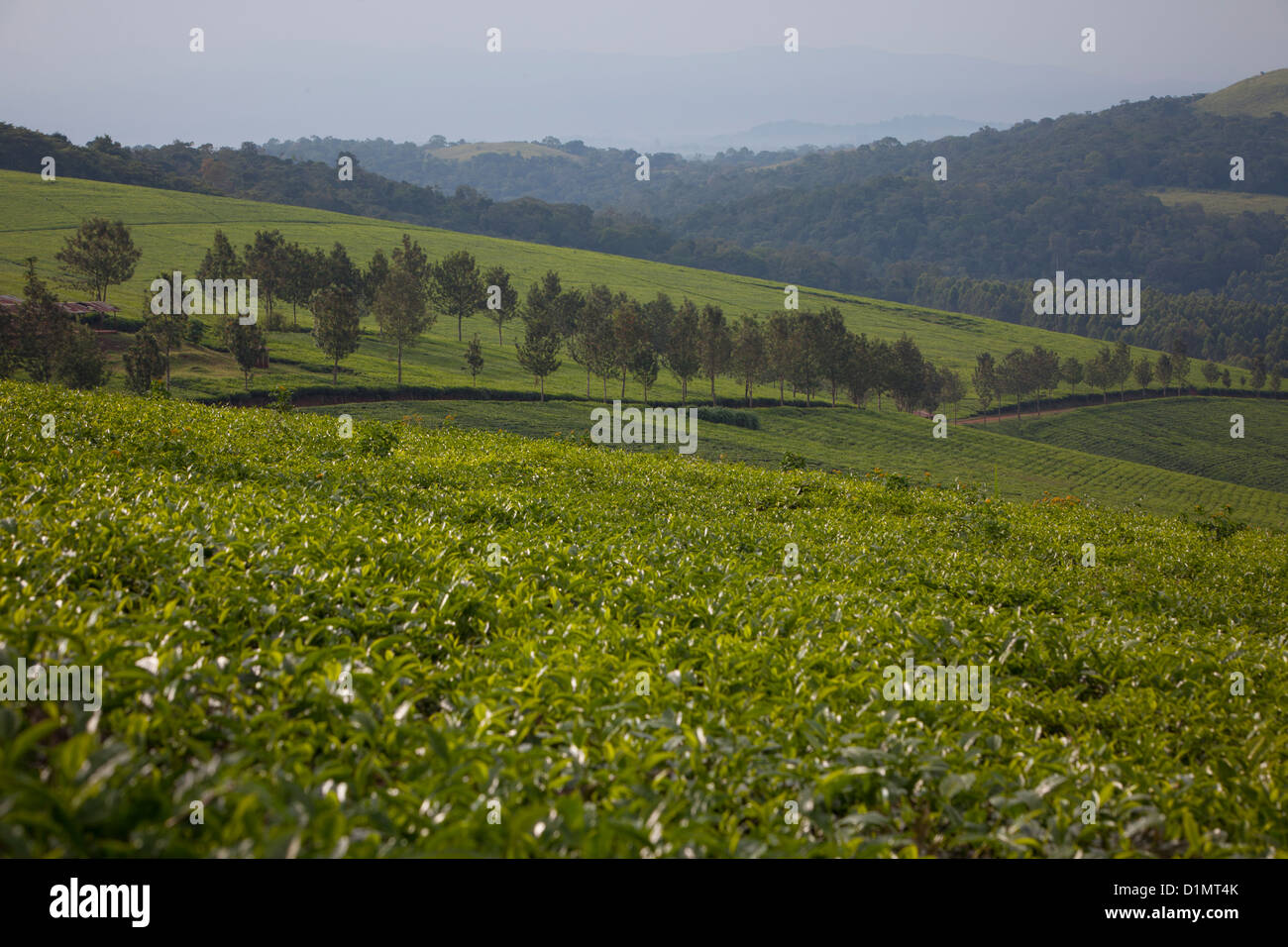 Tea fields - Kabarole District near Fort Portal, Uganda Stock Photo - Alamy