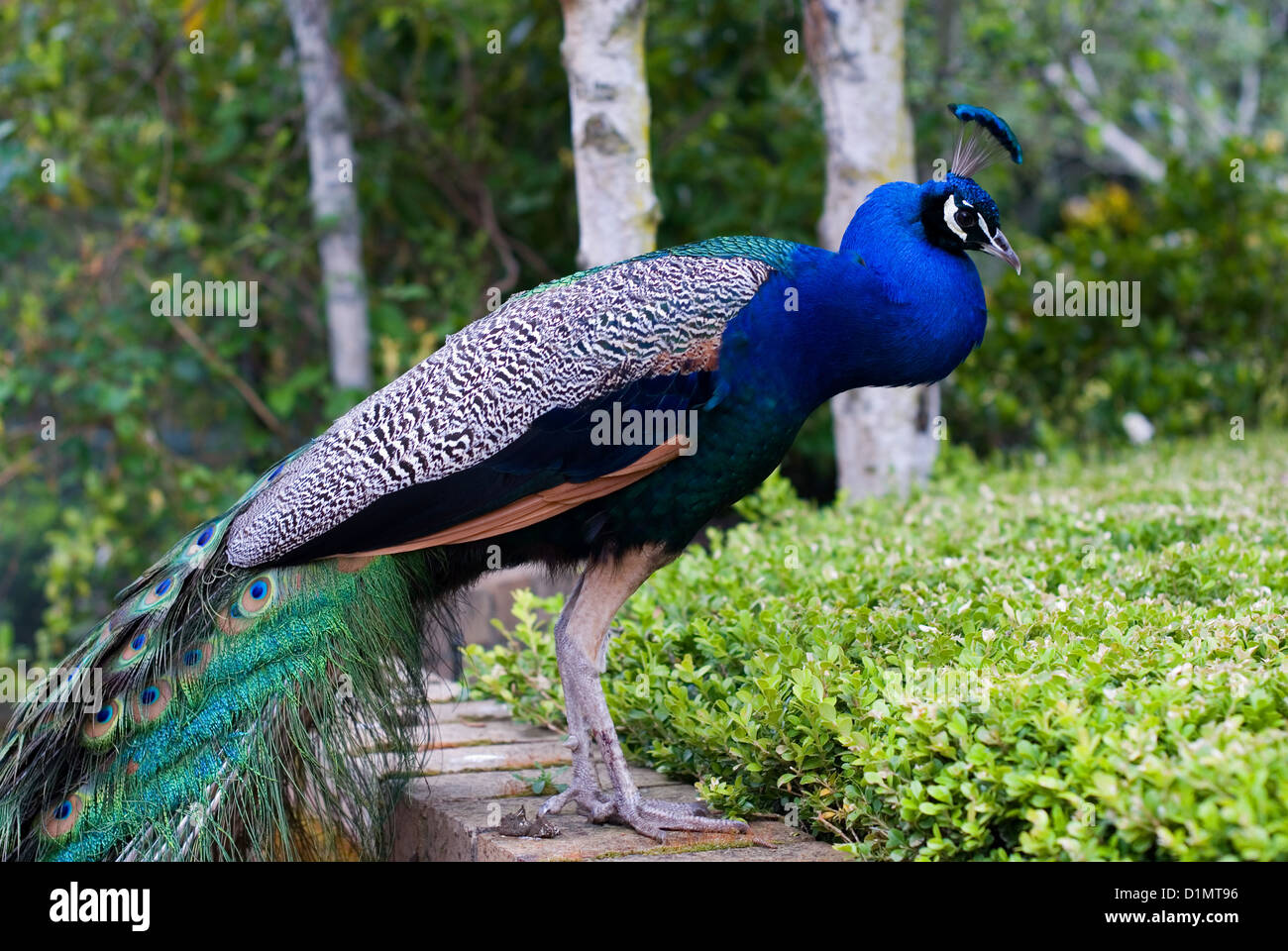 A Peacock proudly displaying its colourful plumage Stock Photo - Alamy