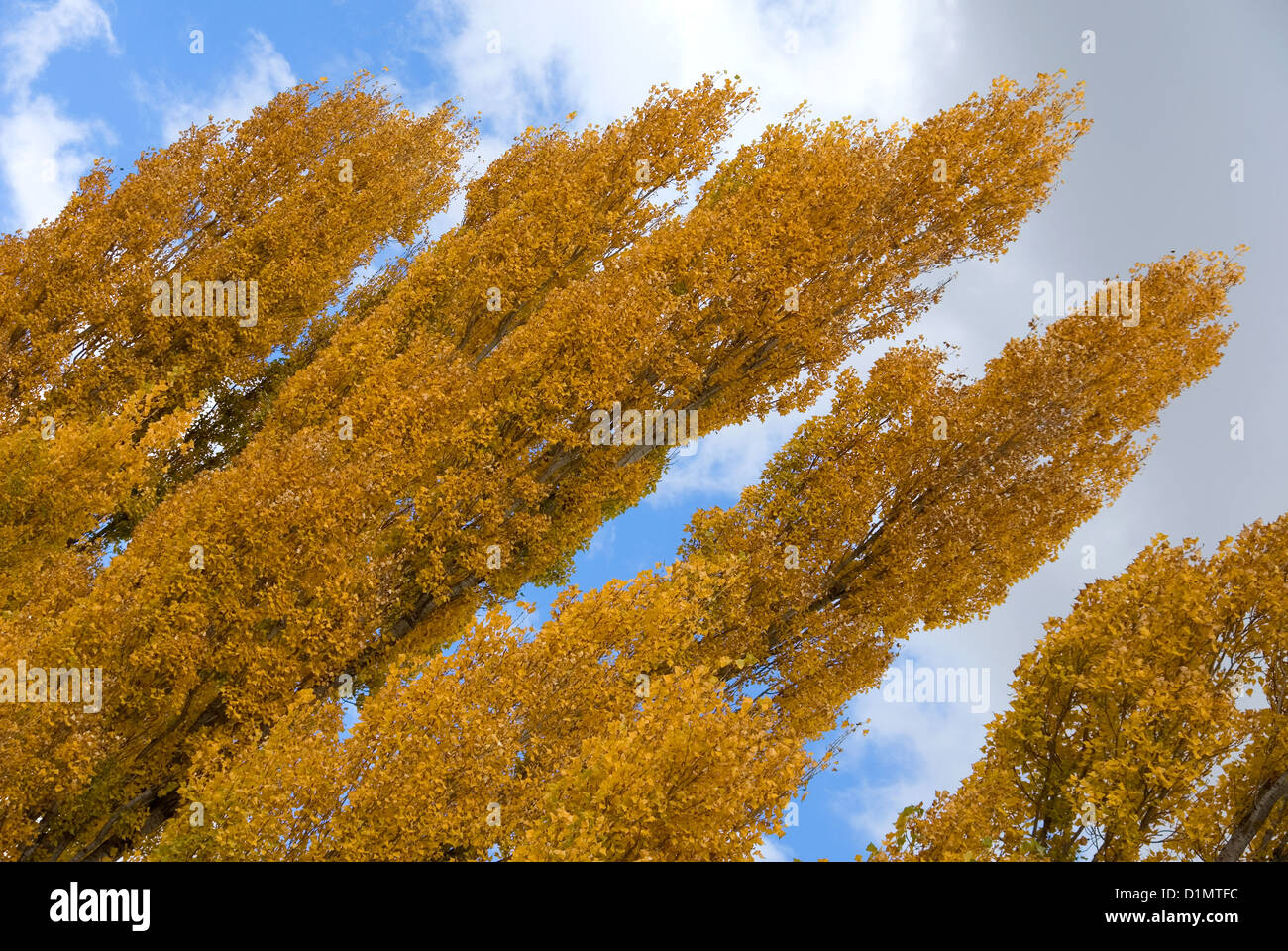 Poplars in full Autumn Colour Stock Photo - Alamy