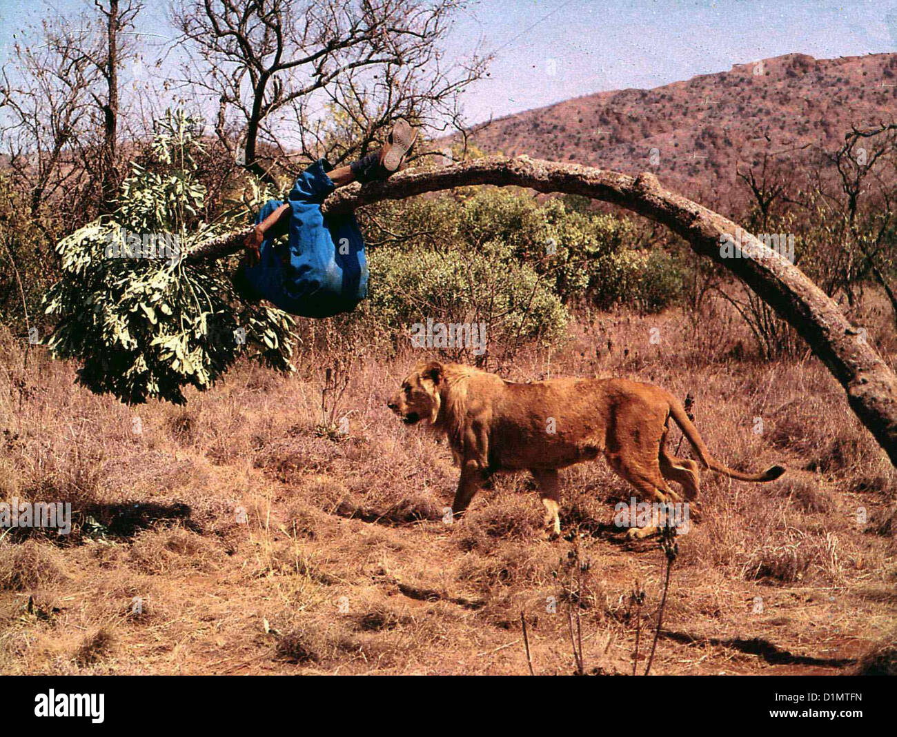 Die Goetter Muessen Verrueckt Sein Gods Must Be Crazy, The Szene ...