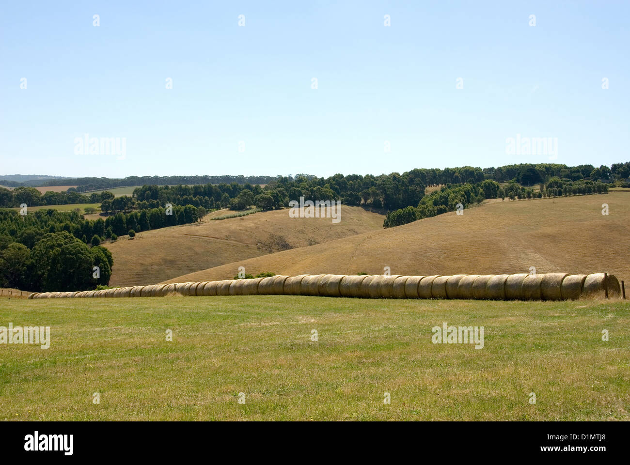 Rolls of hay sitting in a paddock on a farm in Southern Victoria ...