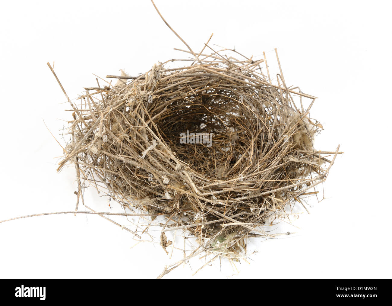 Real empty bird nest isolated on white Stock Photo - Alamy Real empty bird nest isolated on white Stock Photo - Alamy