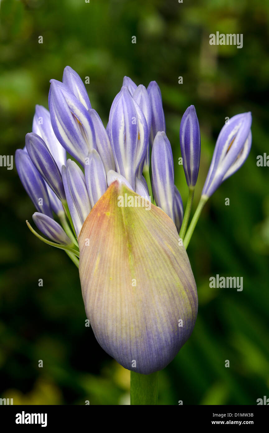 Midnight Blue High Resolution Stock Photography and Images - Alamy