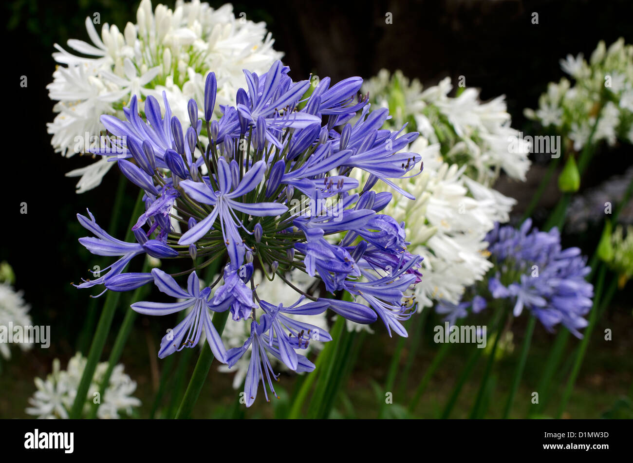 Midnight Blue High Resolution Stock Photography and Images - Alamy