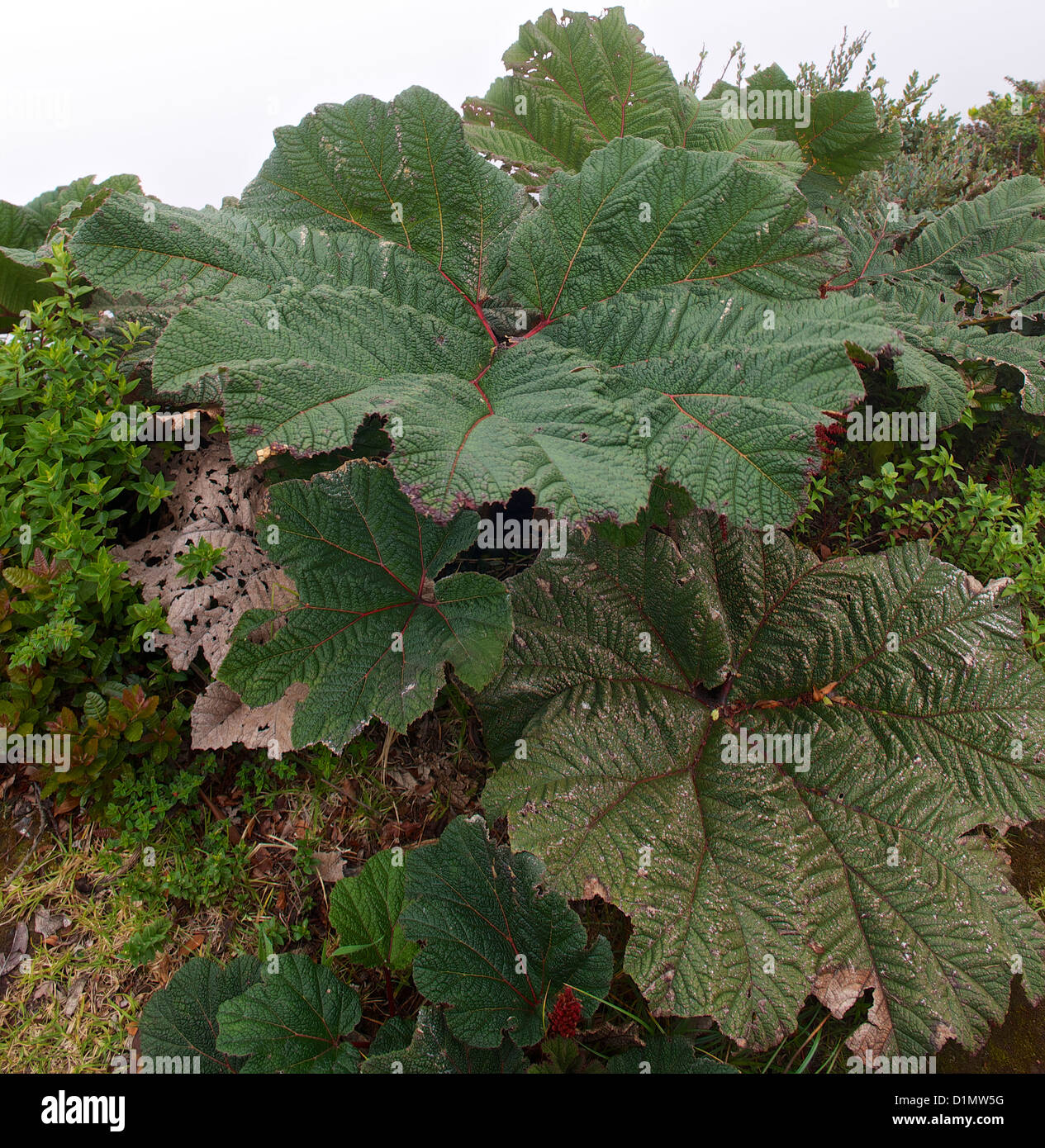 Poor Man's Umbrella (Gunnera insignis) at Poás Volcano National Park ...