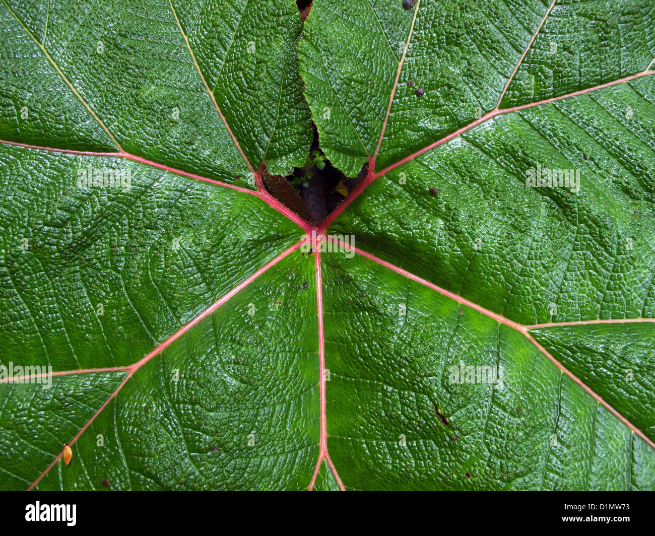 Poor Man's Umbrella (Gunnera insignis) at Poás Volcano National Park ...