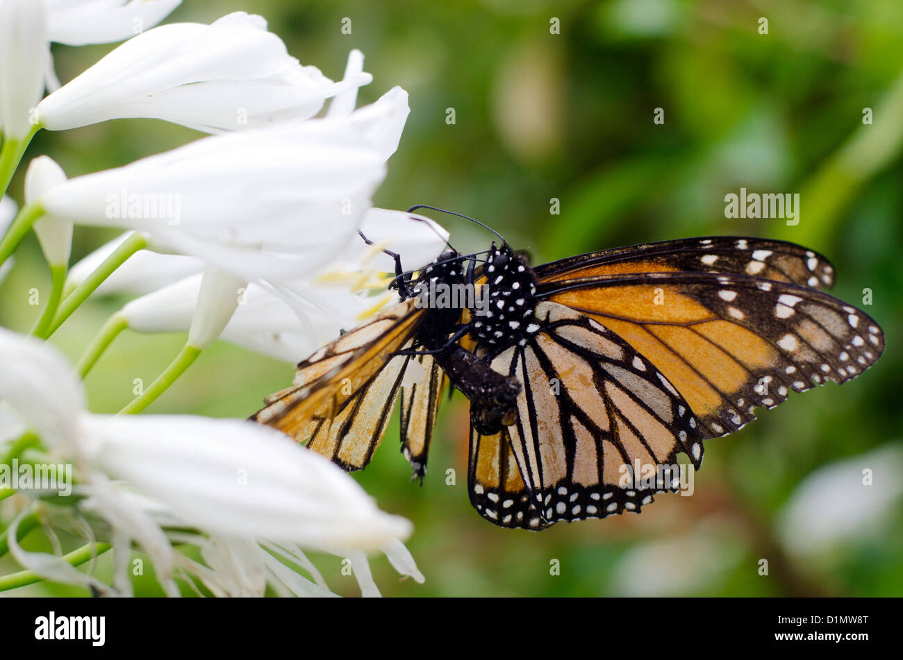 Female Monarch Butterflies High Resolution Stock Photography and Images ...