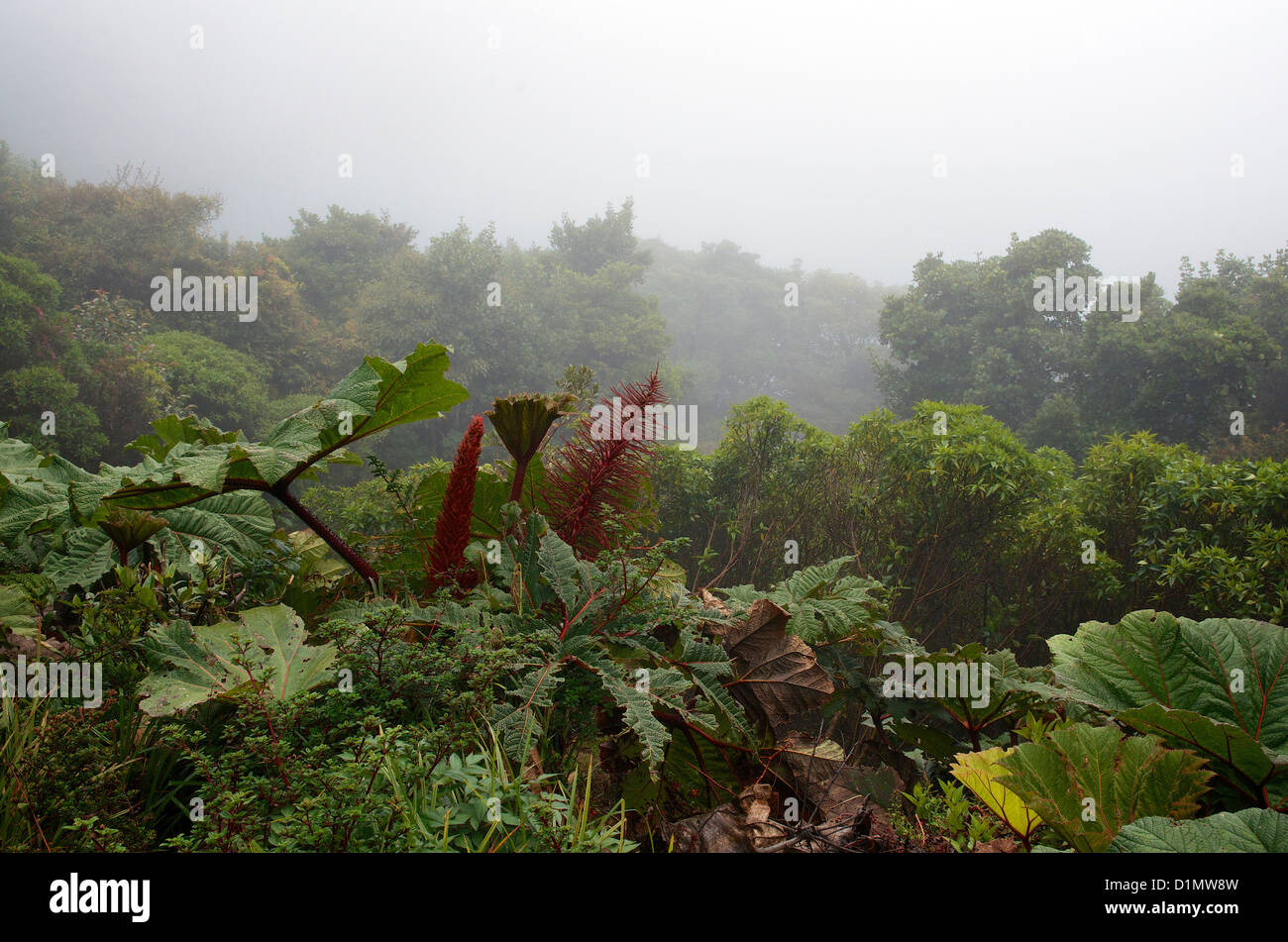 Poor Man's Umbrella (Gunnera insignis) at Poás Volcano National Park ...