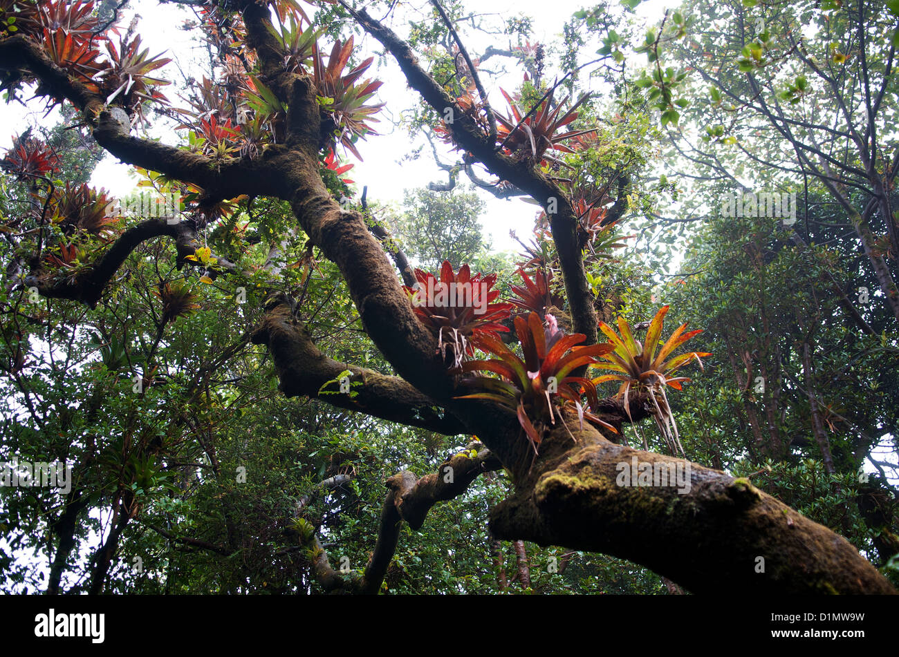 Poás Volcano National Park, Alajuela, Costa Rica, Central America Stock ...