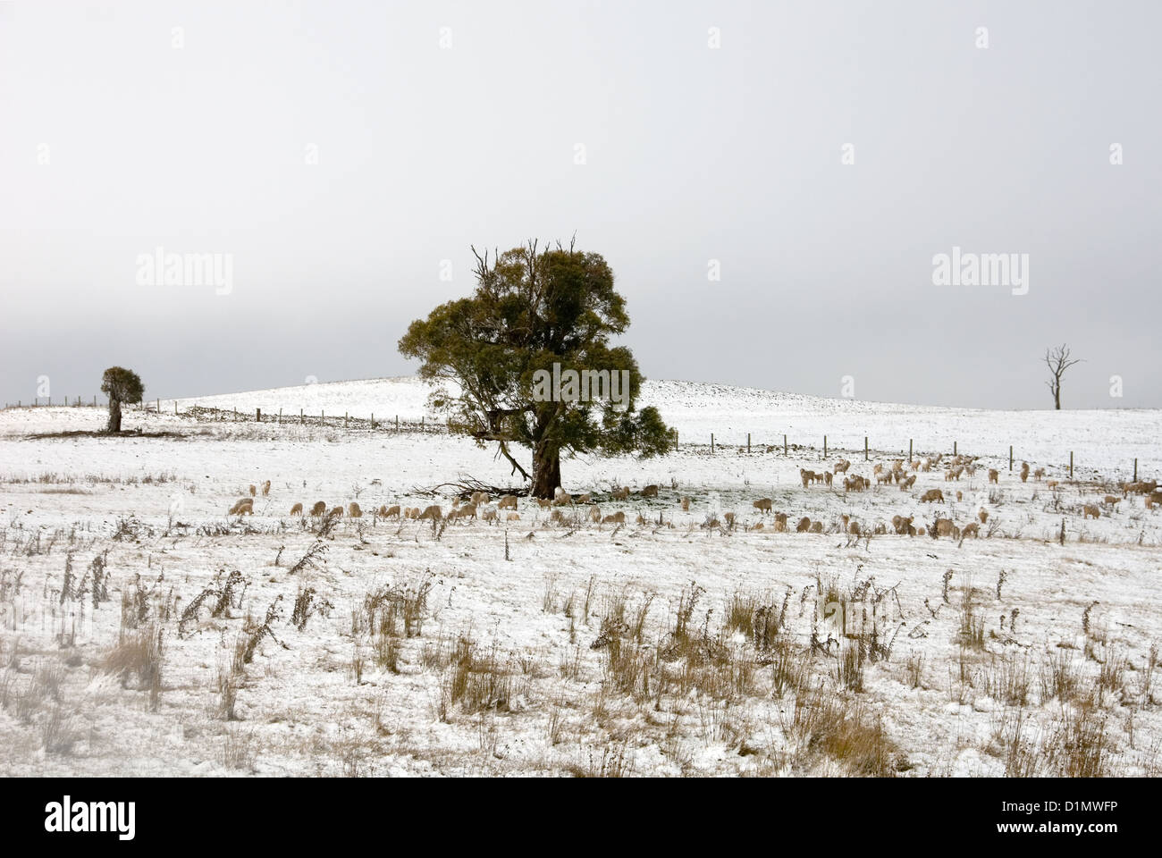 Snow gum tree hi-res stock photography and images - Alamy