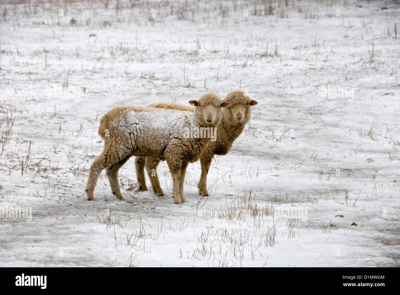 Southern tablelands new south wales hi-res stock photography and images ...