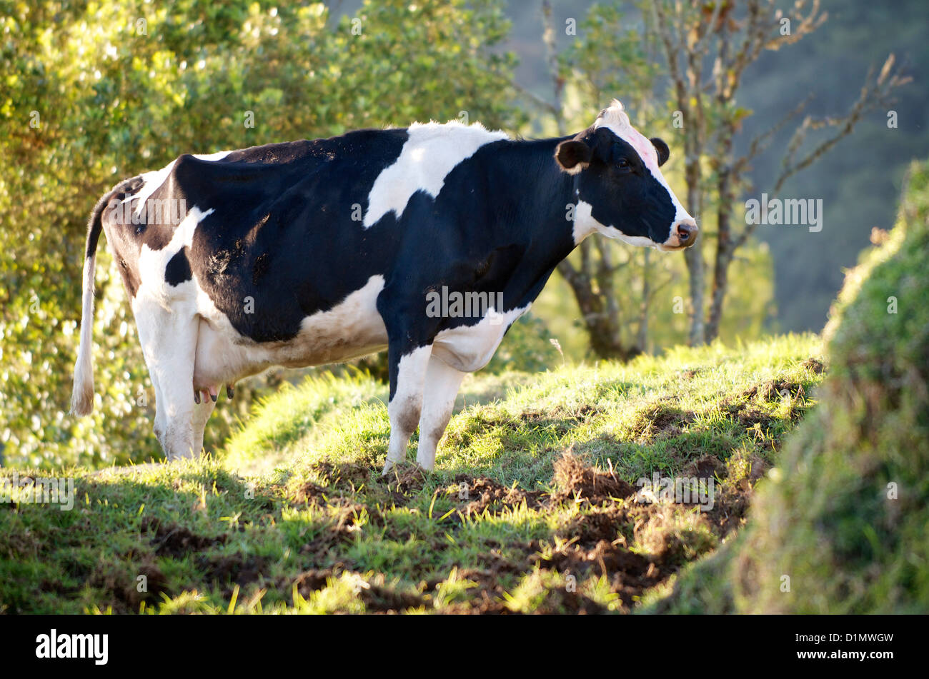 Cattle ranch costa rica hi-res stock photography and images - Alamy