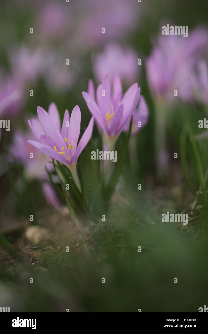 Steven's Meadow-saffron (Colchicum stevenii Stock Photo - Alamy