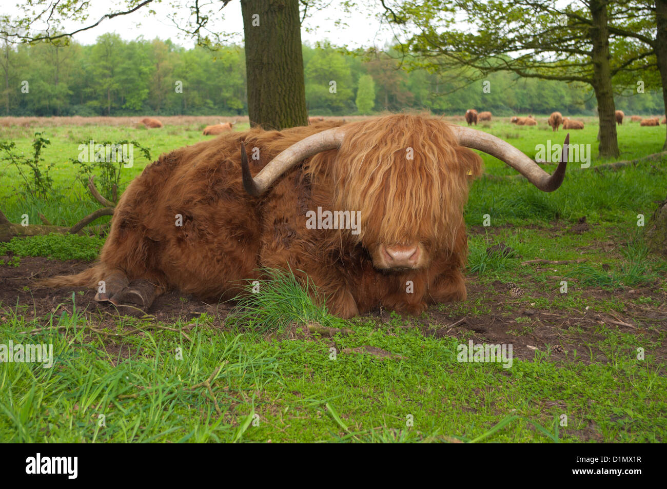 Male scottish highland cow bull hi-res stock photography and images - Alamy