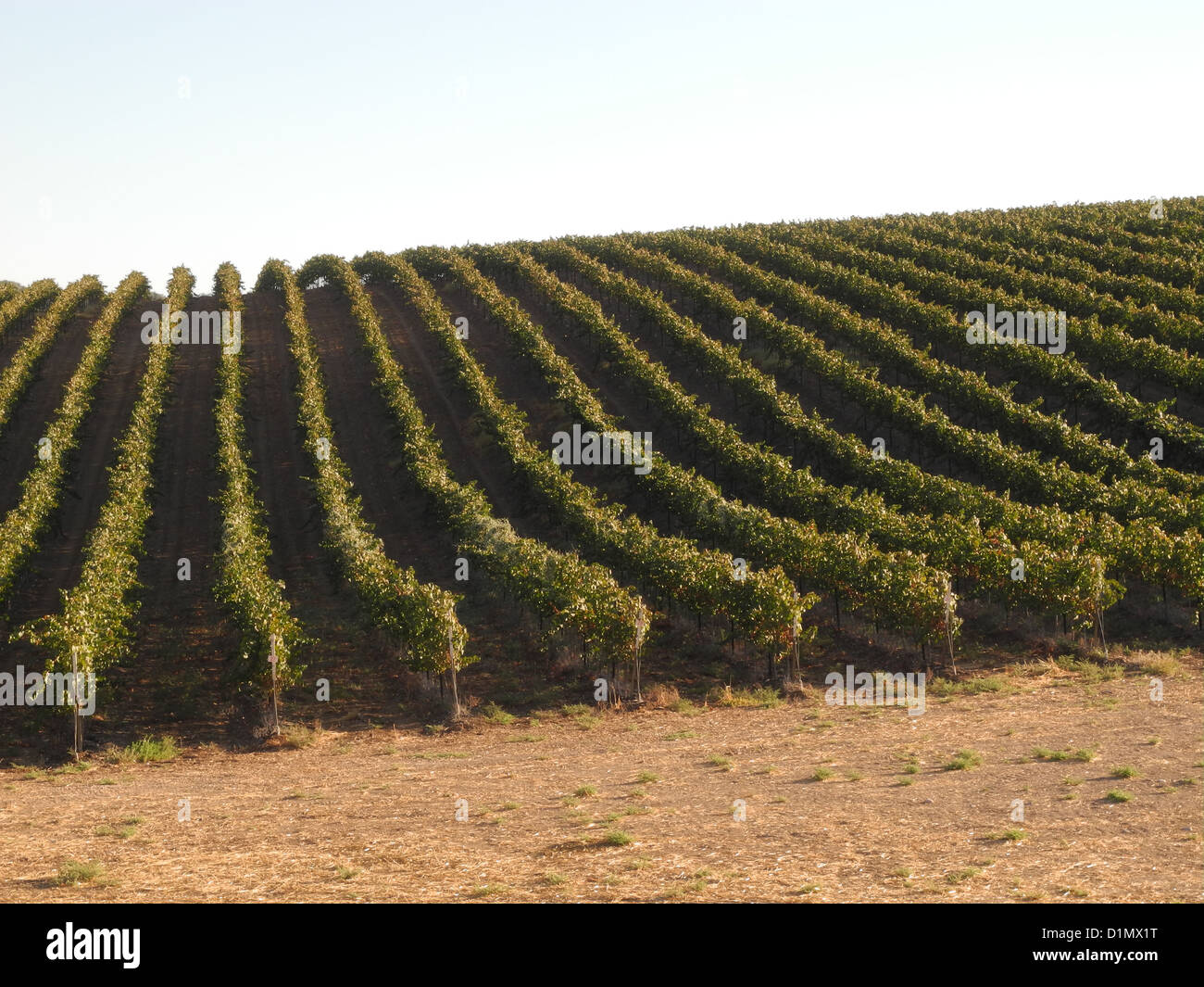 Israel landscape vines hi-res stock photography and images - Alamy