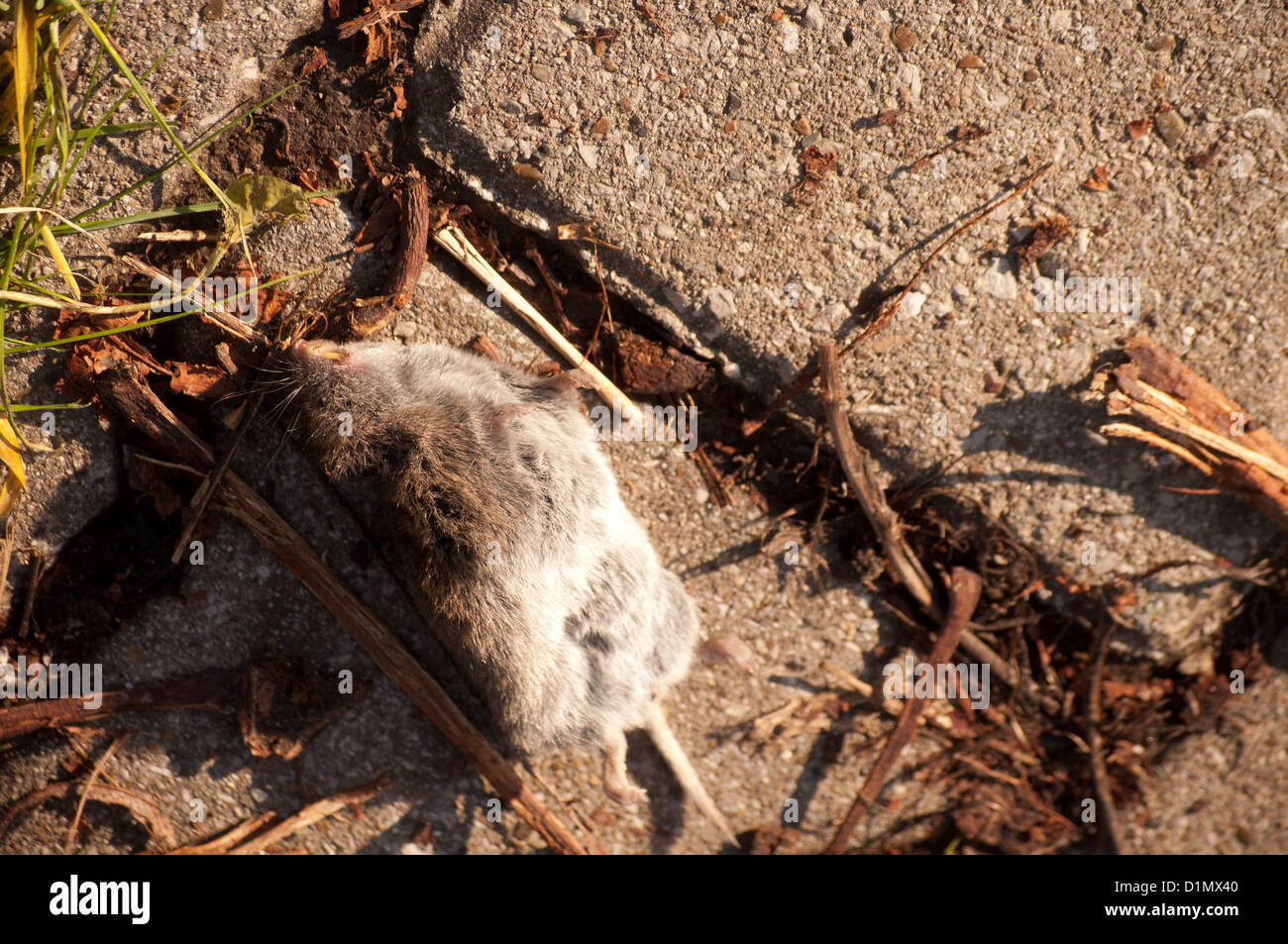 Death of mouse hi-res stock photography and images - Alamy