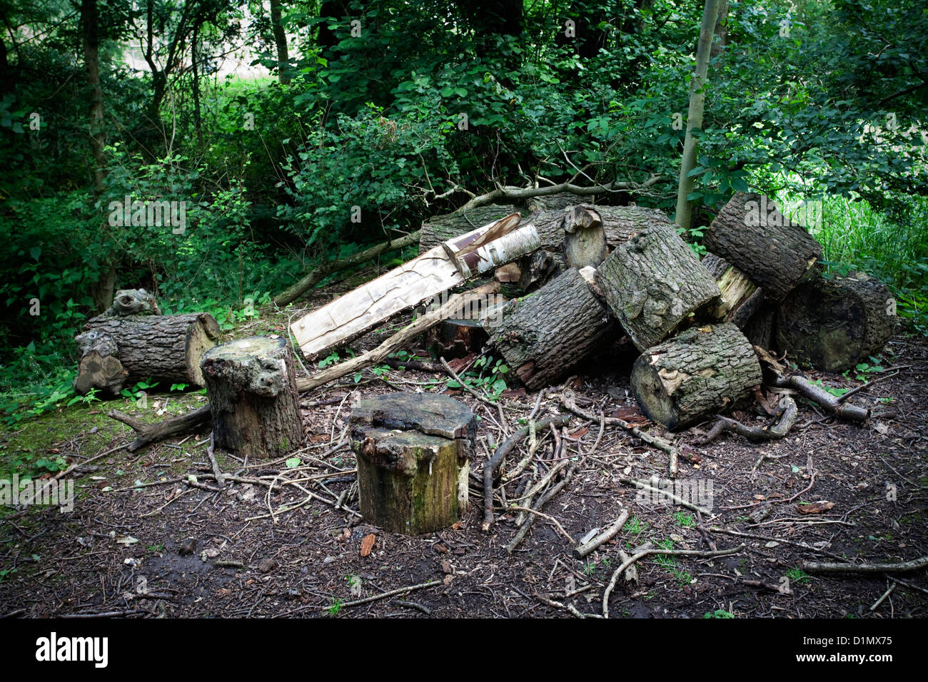 A pile of long standing cut logs in a woodland clearing Stock Photo - Alamy