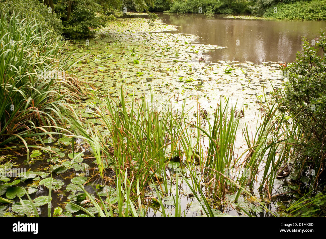 Pond water feature hi-res stock photography and images - Alamy