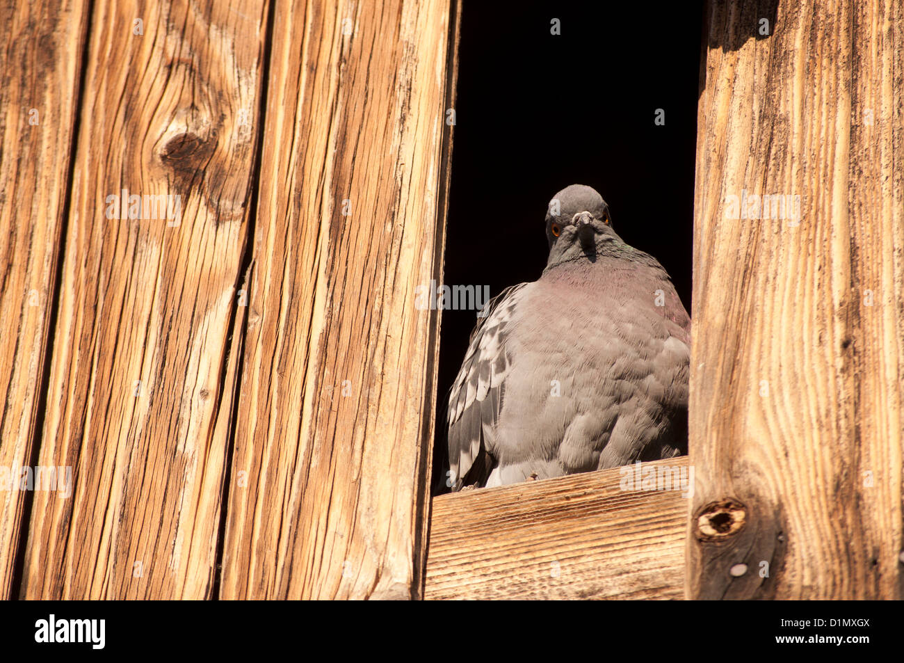 Angry pigeon hi-res stock photography and images - Alamy
