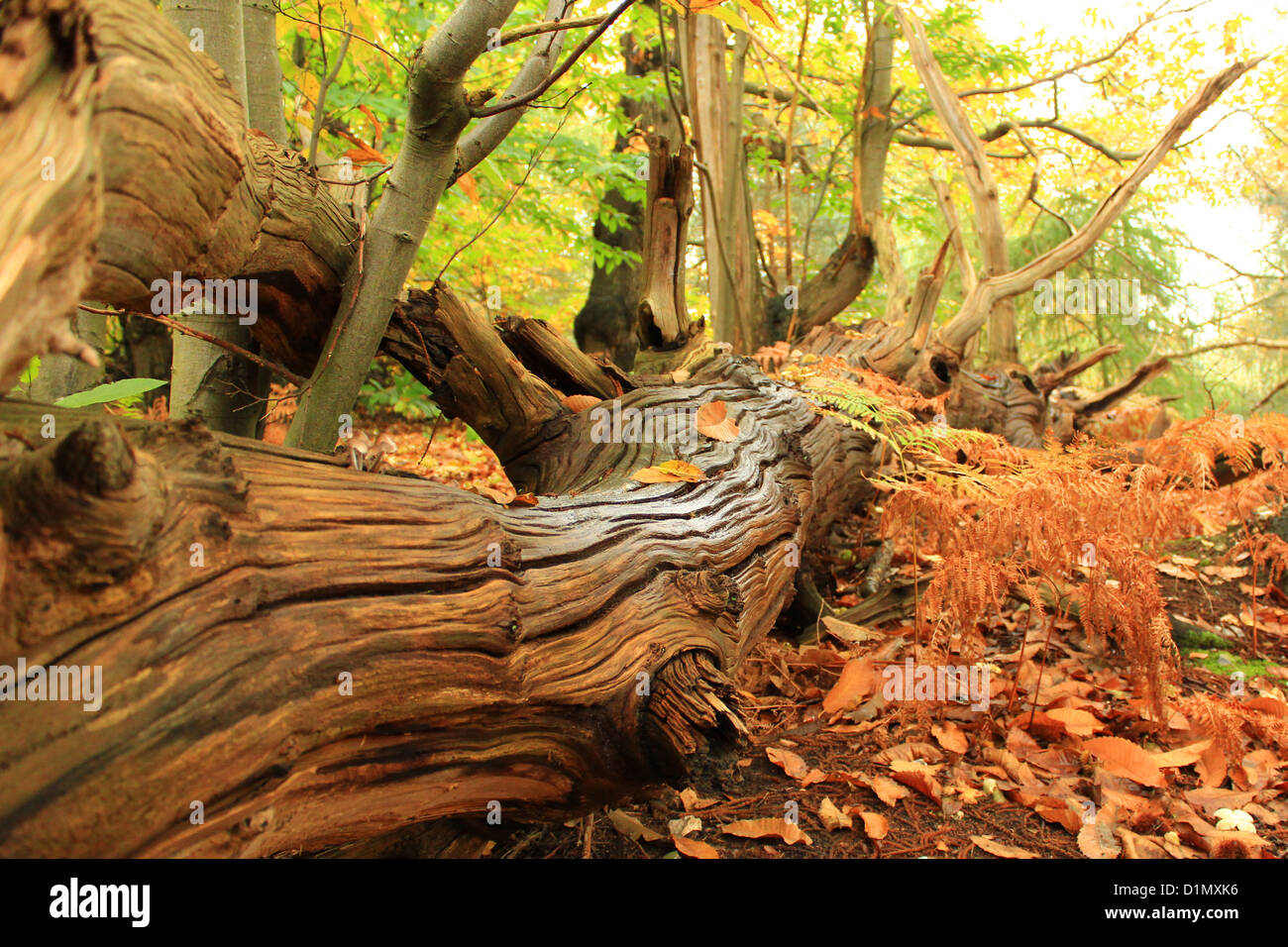 A fallen tree in the woods near Leeds Castle in Kent Stock Photo - Alamy