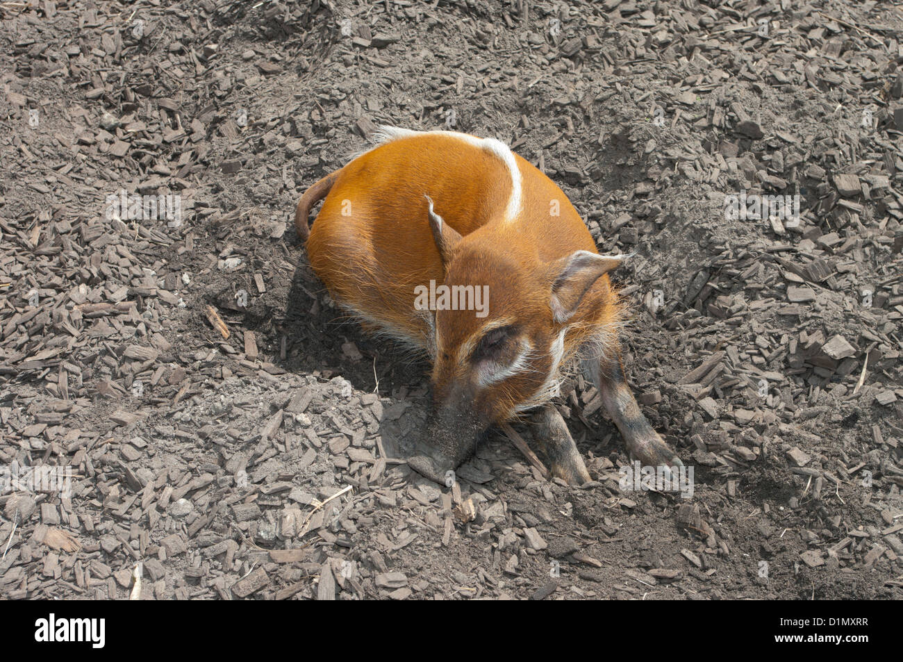 African swine germany hi-res stock photography and images - Alamy