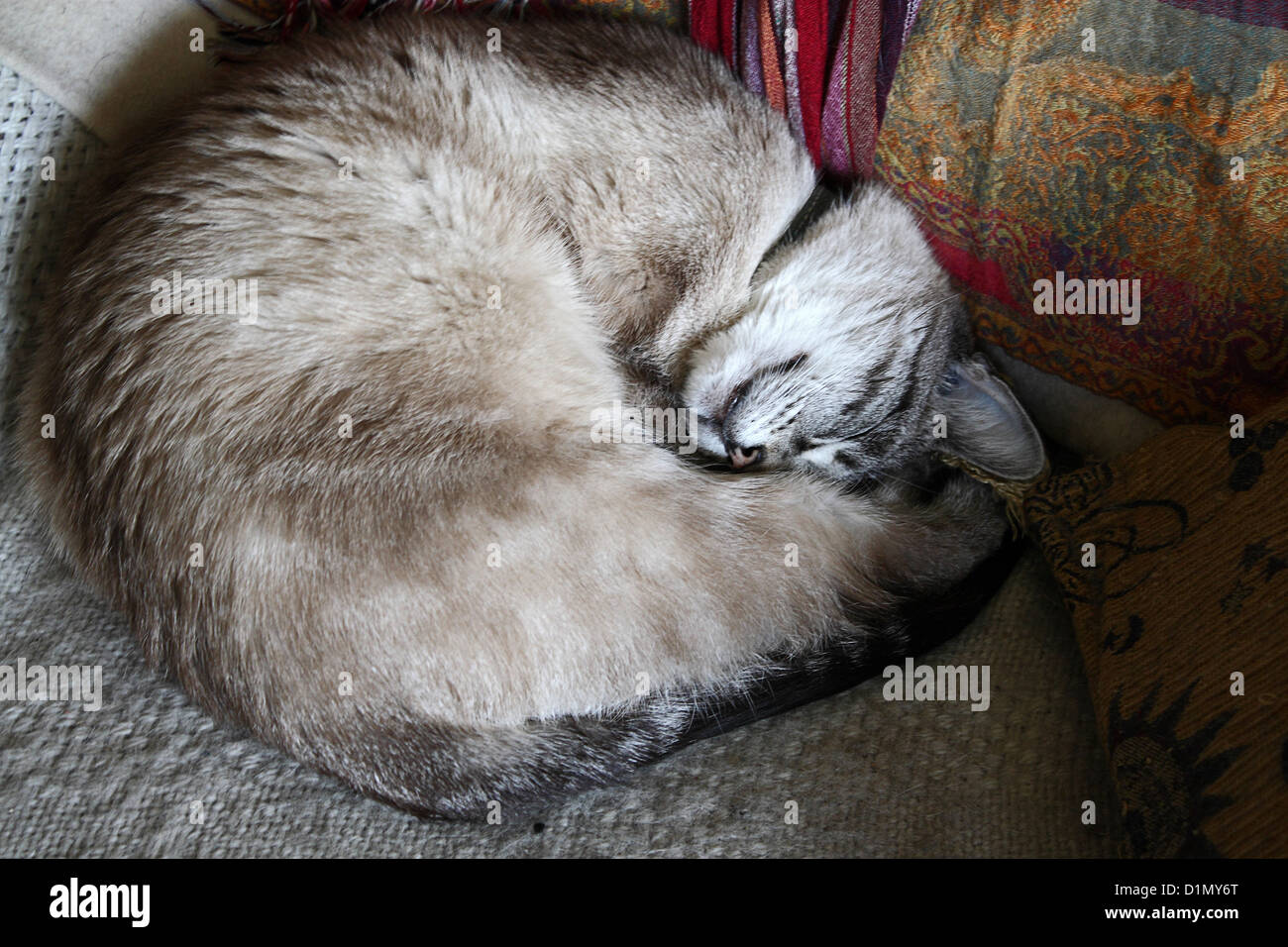 curled up cat sleeping in a chair Stock Photo - Alamy