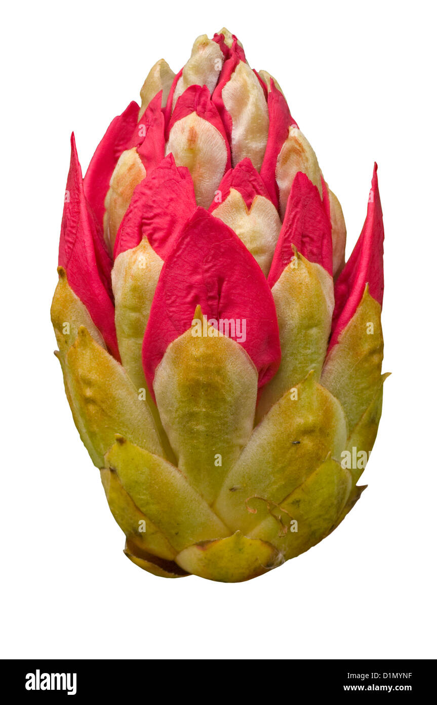 Red Rhododendron Bud Stock Photo - Alamy