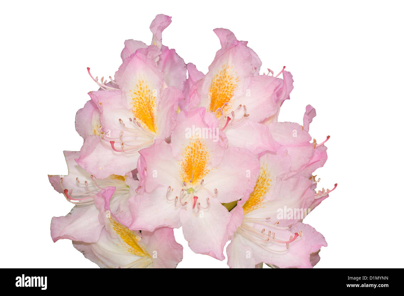Pink flowering evergreen Cut Out Stock Images & Pictures - Alamy