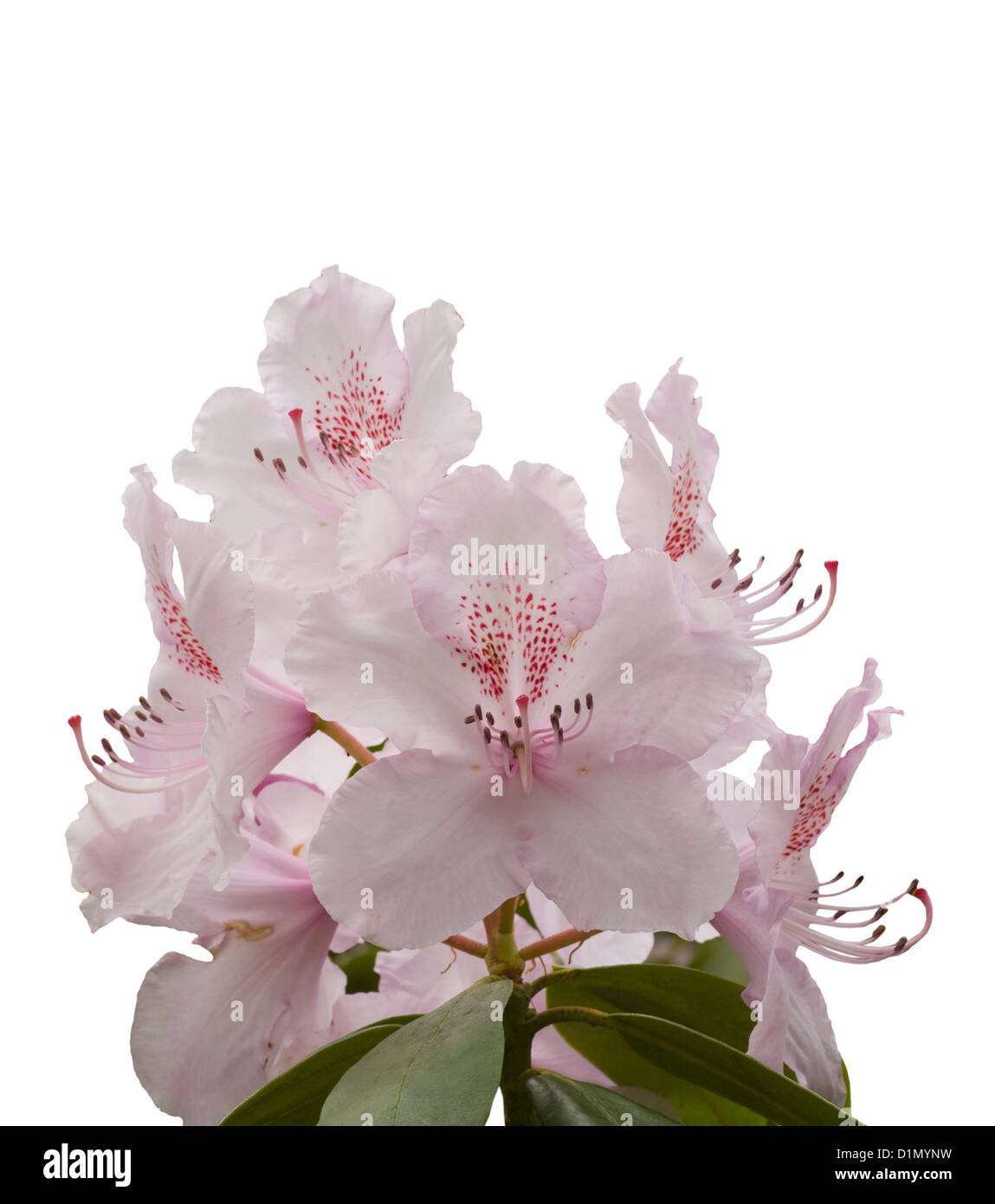 White With Red Spots Rhododendron Stock Photo - Alamy