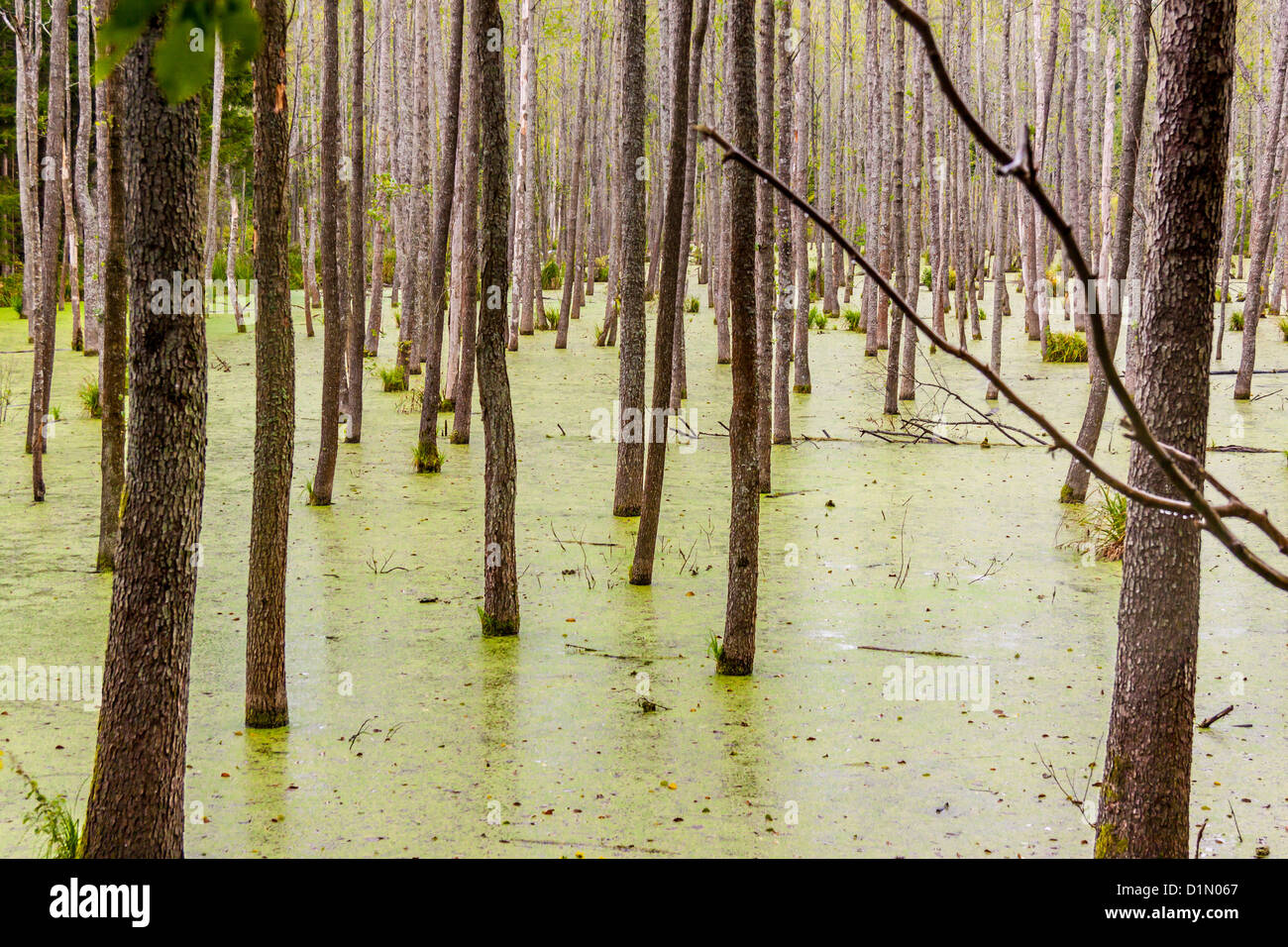 View on thick Polish forest and green wet swamp Stock Photo - Alamy