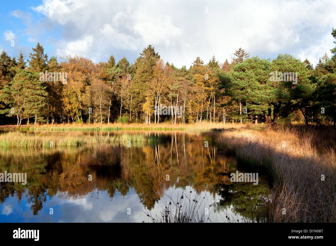 small wild pond in autumn forest Stock Photo - Alamy