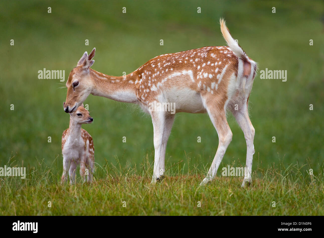 Fallow Deer Cervus dama doe with fawn Stock Photo - Alamy