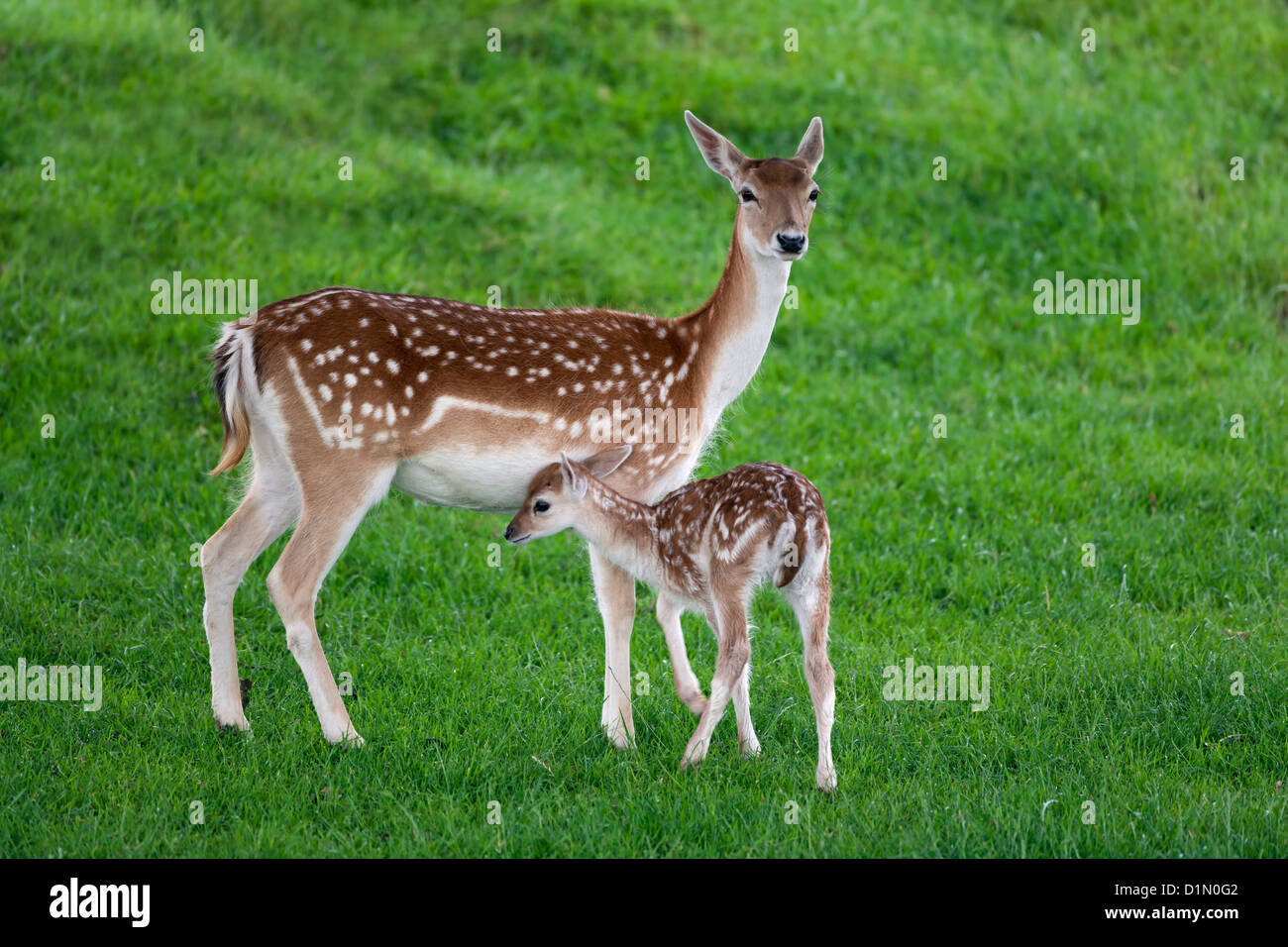 Fallow Deer Cervus dama doe with fawn Stock Photo - Alamy