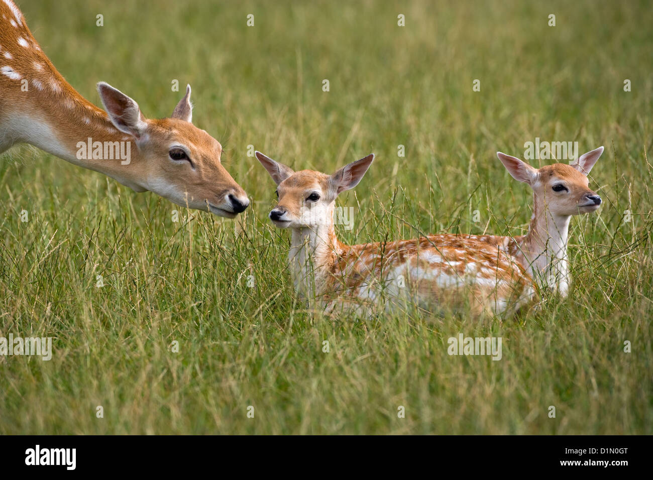 New Born Deer Fawns High Resolution Stock Photography and Images - Alamy