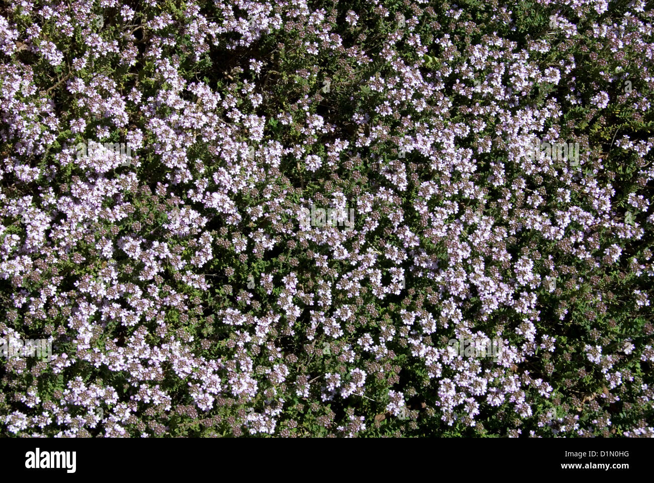 Thyme flower hi-res stock photography and images - Alamy