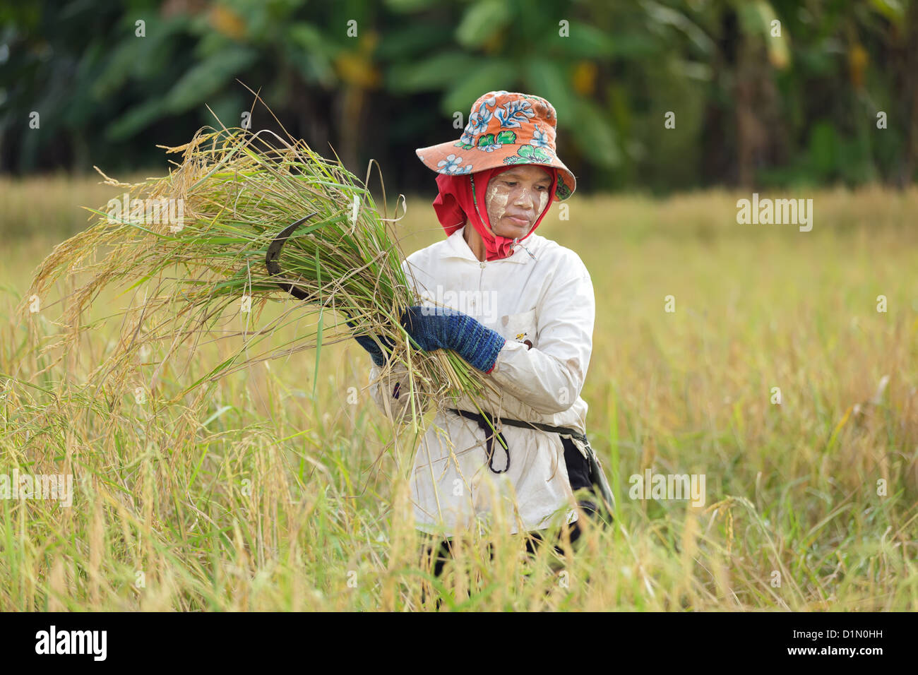 Harvesting rice hi-res stock photography and images - Alamy