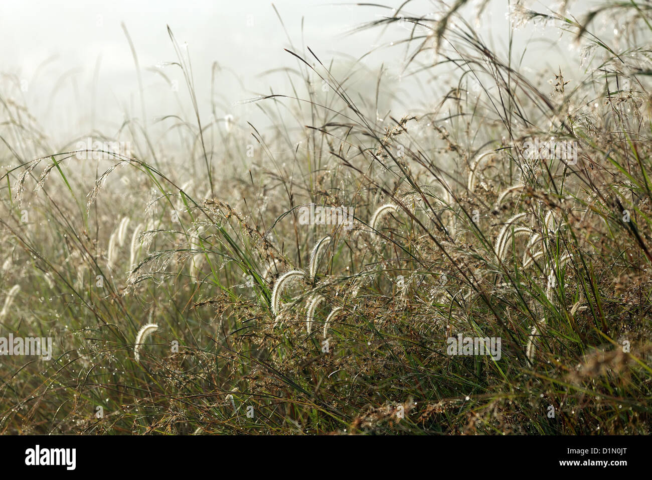 Wet tropical meadow at dawn Stock Photo - Alamy
